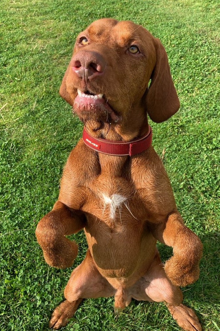 Un hermoso cachorro gigante no logra hacer amigos porque todos lo ...