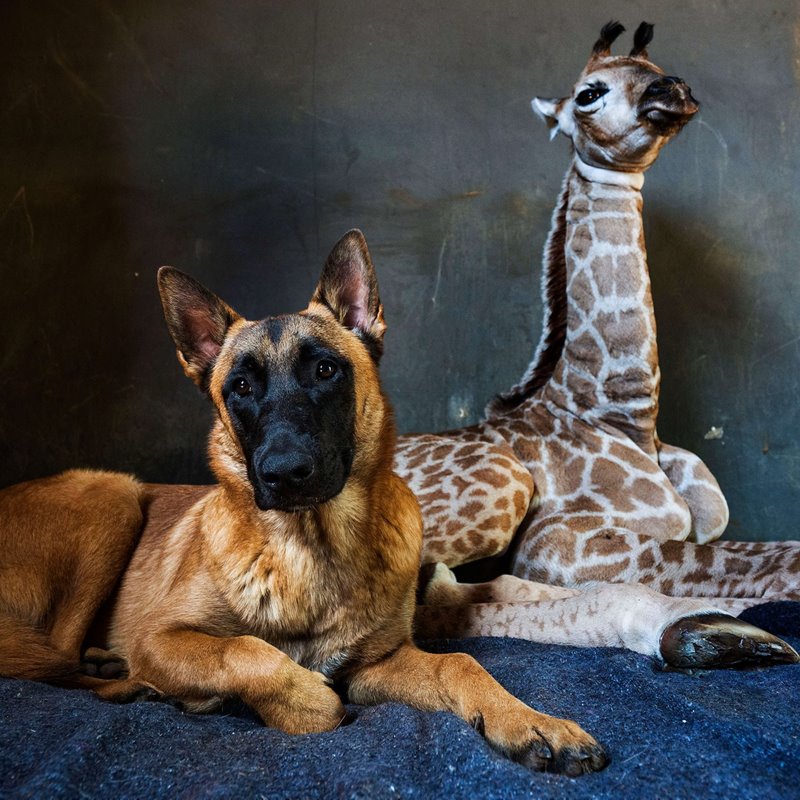 Perrito deja de comer por cuidar a una jirafa bebé y se queda a su lado ...