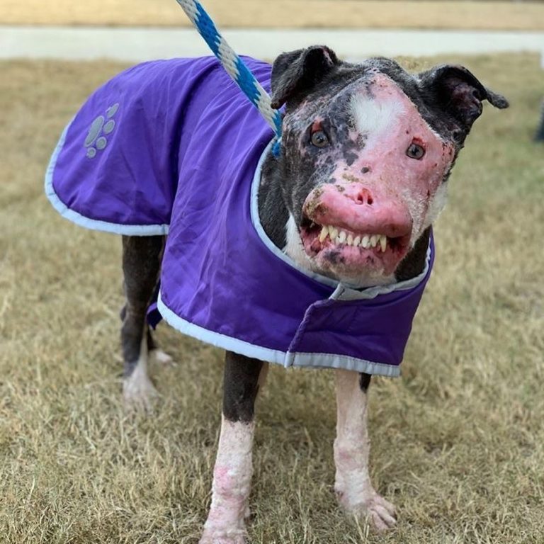 El perrito que a pesar de su aterrador pasado tiene el gesto más ...