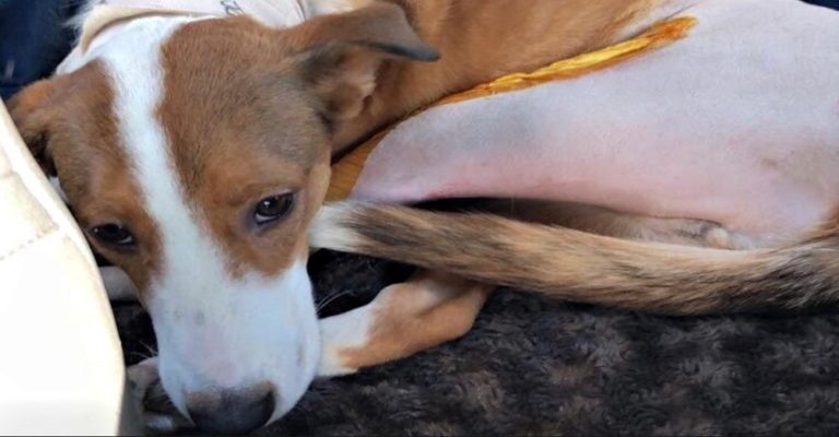 Perrito atropellado padeció durante meses hasta que alguien decidió ...