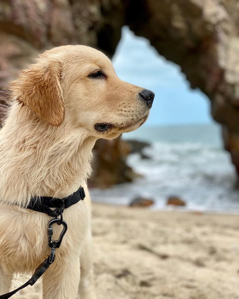Un tierno perrito imita a su humano y se lanza desde lo alto de un ...