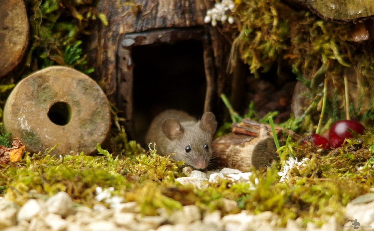 Descubre a un ratón viviendo en su jardín y termina construyéndole una ...