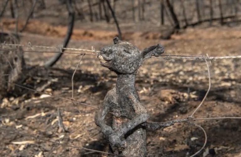 500 millones de animales han muerto tras los devastadores incendios ...