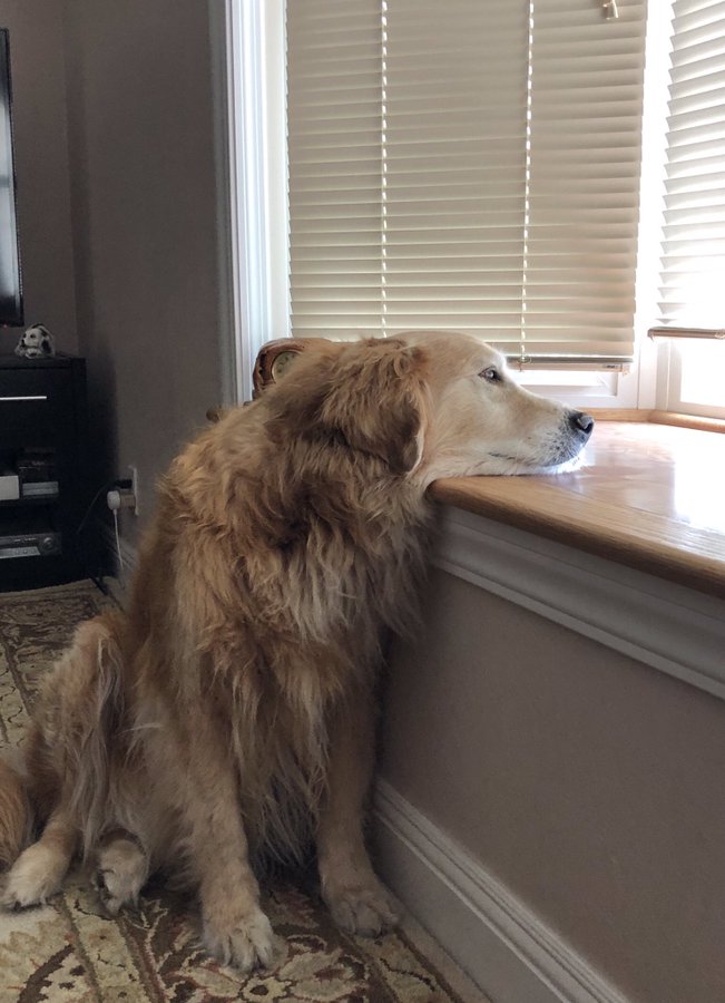 Publica el video de su perrito relajado mientras suenan los fuegos ...