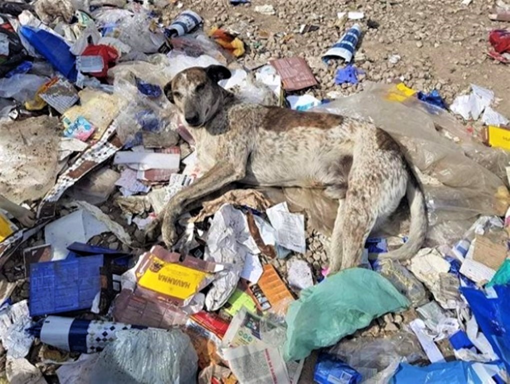 Más de 80 perritos viven en un terrible basurero y sólo quieren que ...