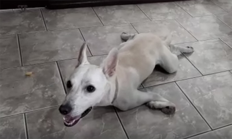 Perrito discapacitado tirado en la calle por sus dueños 2 veces el ...