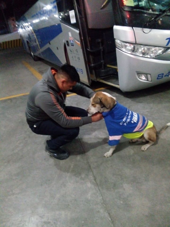Falleció Firulais, el perrito guardián de una empresa mexicana, amado y ...