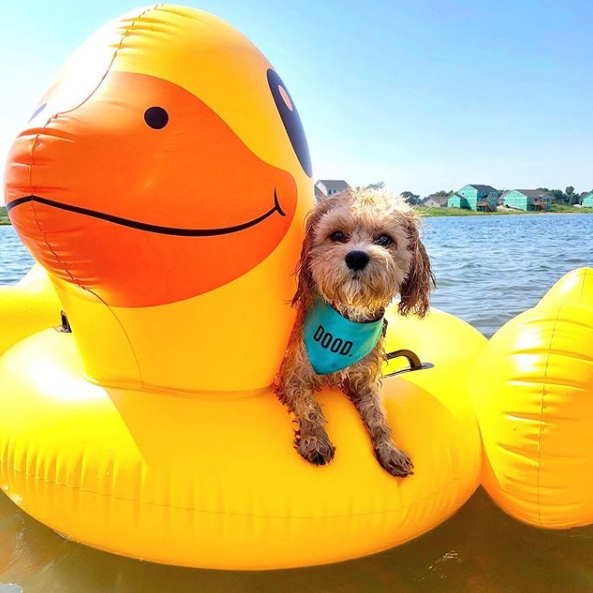 Graba a su amado perrito durante su primer paseo en lancha para ...