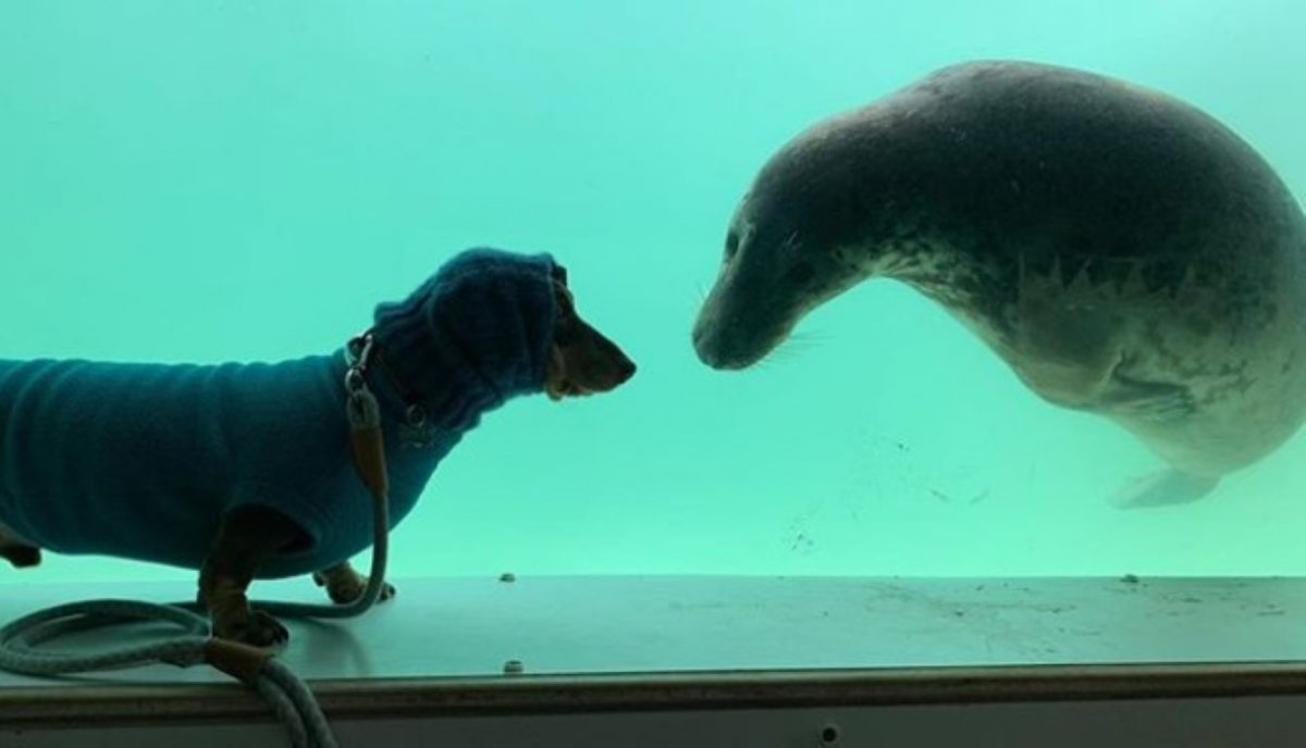 Una foca con un duro pasado y un perrito salchicha se encuentran ...