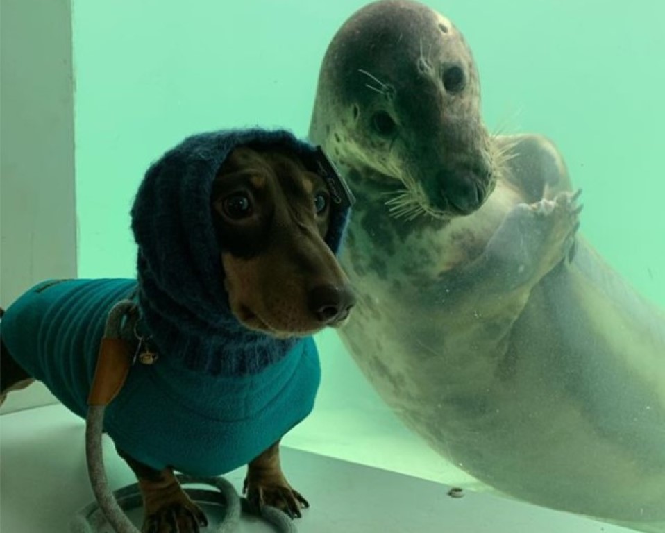 Una foca con un duro pasado y un perrito salchicha se encuentran ...