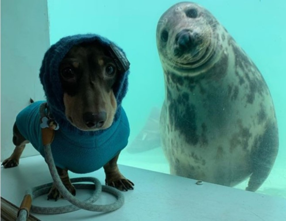 Una foca con un duro pasado y un perrito salchicha se encuentran ...