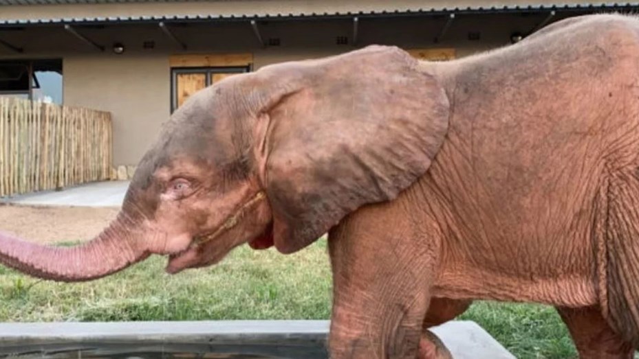 Rescatan a una elefanta bebé albina que estaba a punto de morir ...