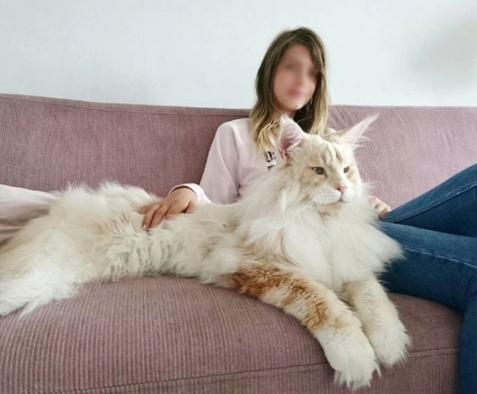 Las fotos de uno de los gatos más grandes del mundo demuestran que ...