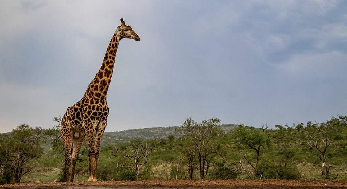 Capta a una jirafa desesperada haciendo surrealistas acrobacias para ...