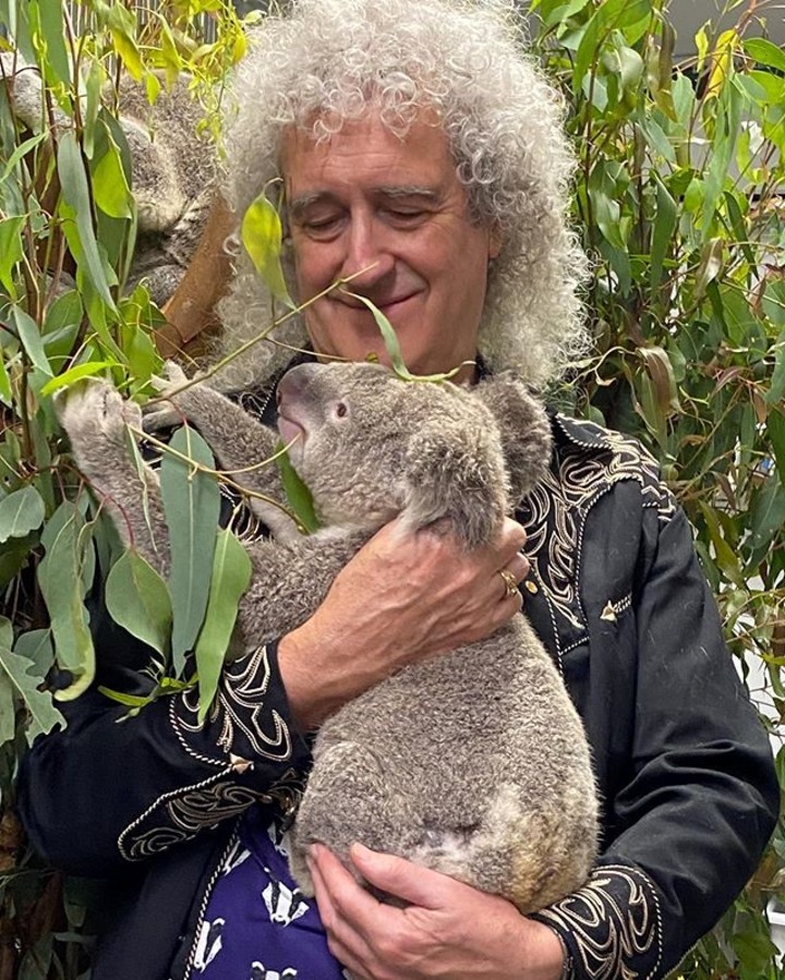 Guitarrista de Queen ofrece un concierto privado a un koala rescatado ...