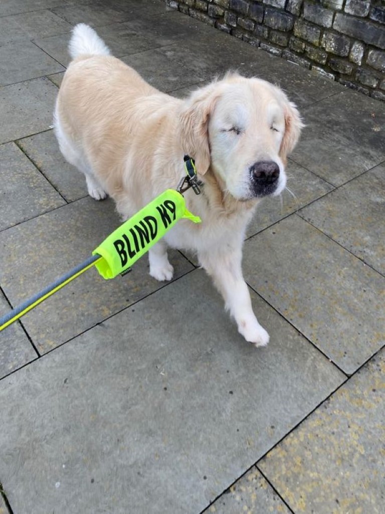 Lo confunden con un perro guía pero él es quien perdió la vista y ...