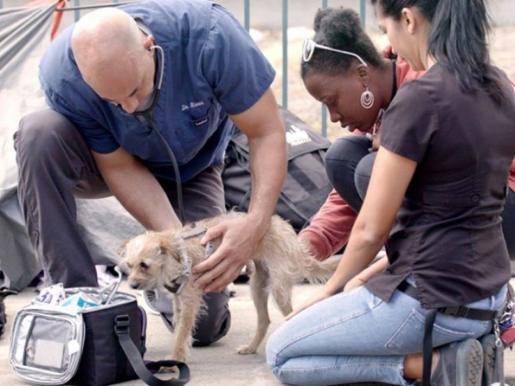 Un veterinario recorre las calles para ayudar a los perros y gatos de ...