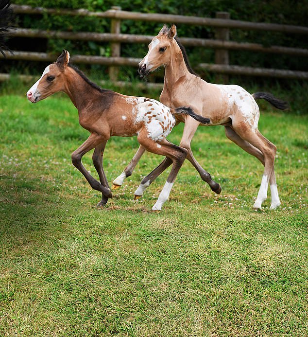 Una yegua vence las probabilidades y da a luz a 2 gemelos sanos por ...