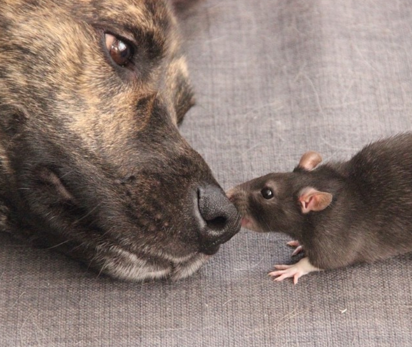 Responde a los comentarios tras permitir la amistad de su perro ...