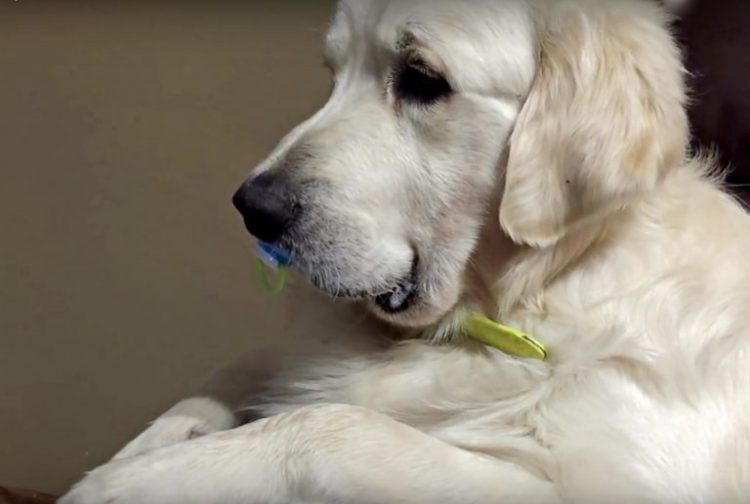 La inusual reacción de un perrito cuando su madre intenta desprenderlo ...
