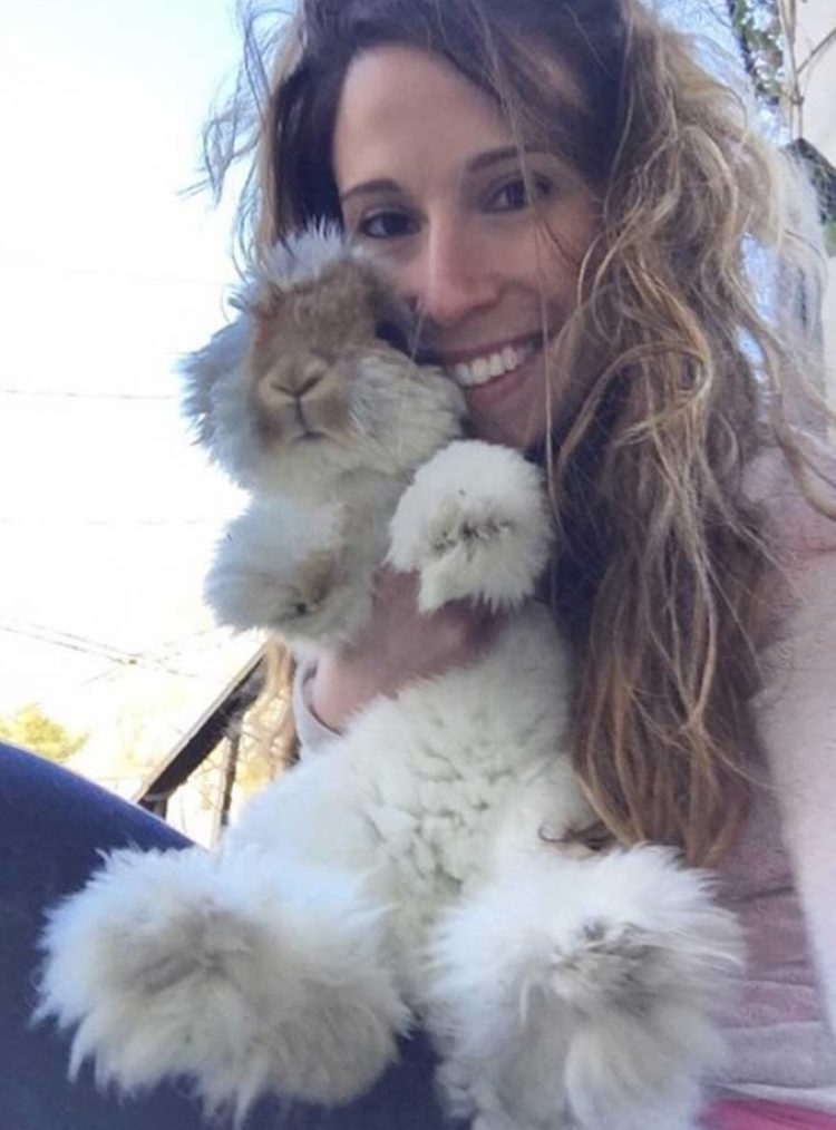Un curioso conejo adoptado con las orejas más esponjosas se convierte ...