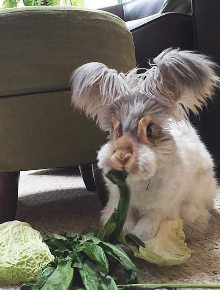 Un curioso conejo con las orejas más esponjosas se vuelve toda una ...