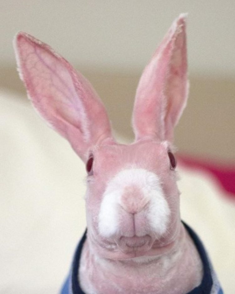 El conejo que sería sacrificado por su rara condición consigue un hogar ...