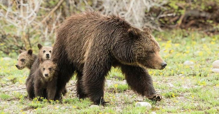 Osa más famosa del mundo no perdió el tiempo en su hibernación y ...