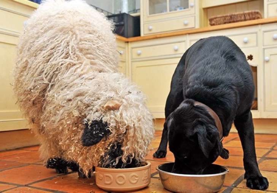 La oveja que adoptaron crece junto al perro y está segura de que es de ...