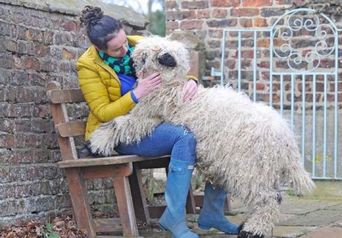 La oveja que adoptaron crece junto al perro y está segura de que es de ...