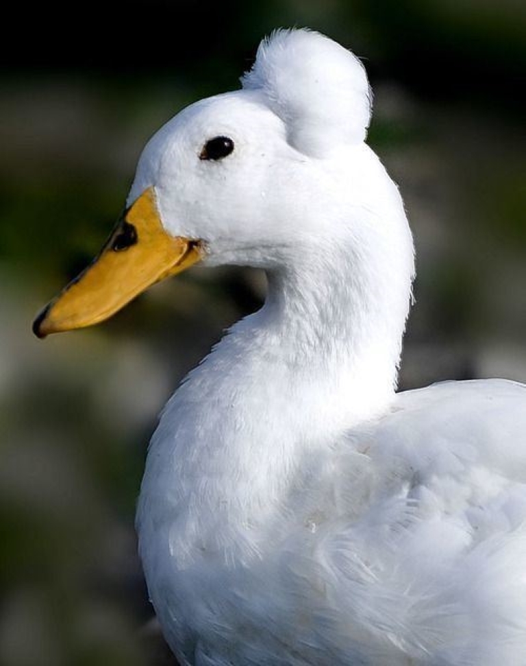 Los curiosos patitos “aristócratas” salvan cosechas enteras mientras ...