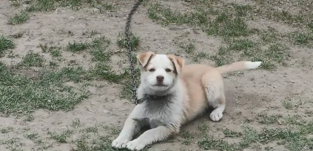 Perrito acaba vomitando después de que su dueña lo obligar a beber ...