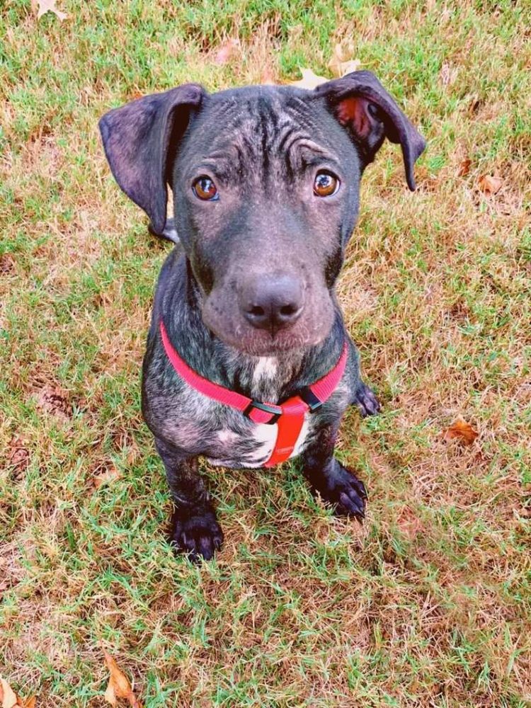 Perro calvo aún en mal estado le regala la mirada más dulce al hombre ...