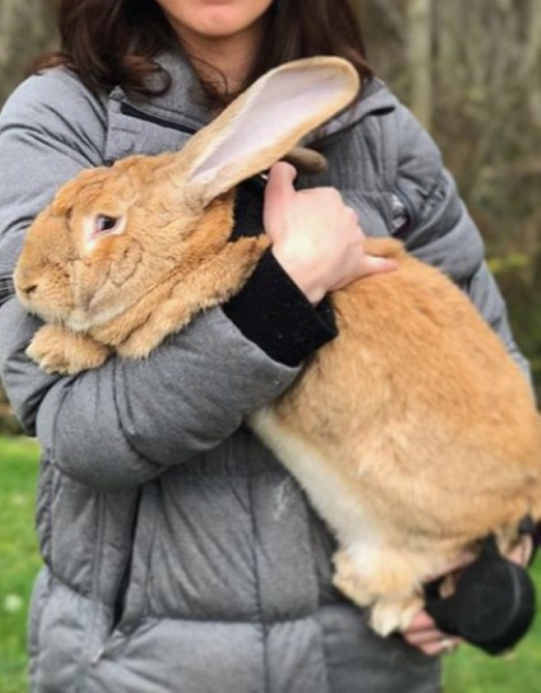 Las redes enloquecen con el enorme conejo mascota que es casi tan ...