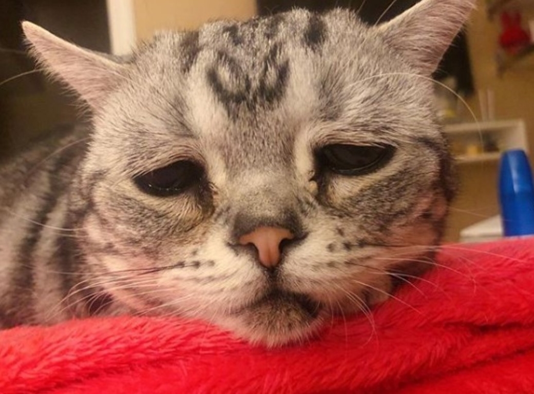 Comparten las fotos del gatito "más triste del mundo" y su realidad ...