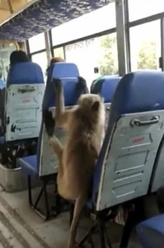 Inofensivo mono ocupa un asiento en el autobús para llegar a su lejano ...