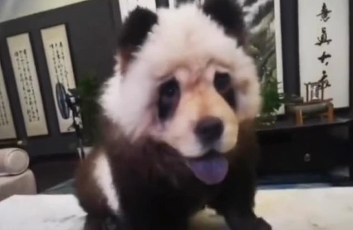 El "oso panda" que causó alarma en las calles es un perro al que le ...