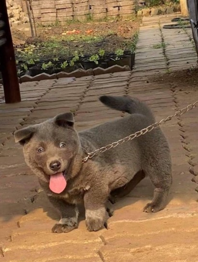 El "perrigato" con las poses más graciosas confunde a todos en las ...