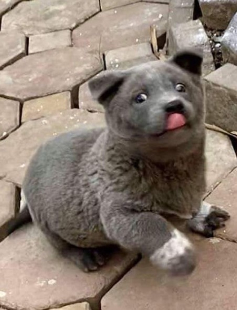 El "perrigato" con las poses más graciosas confunde a todos en las ...