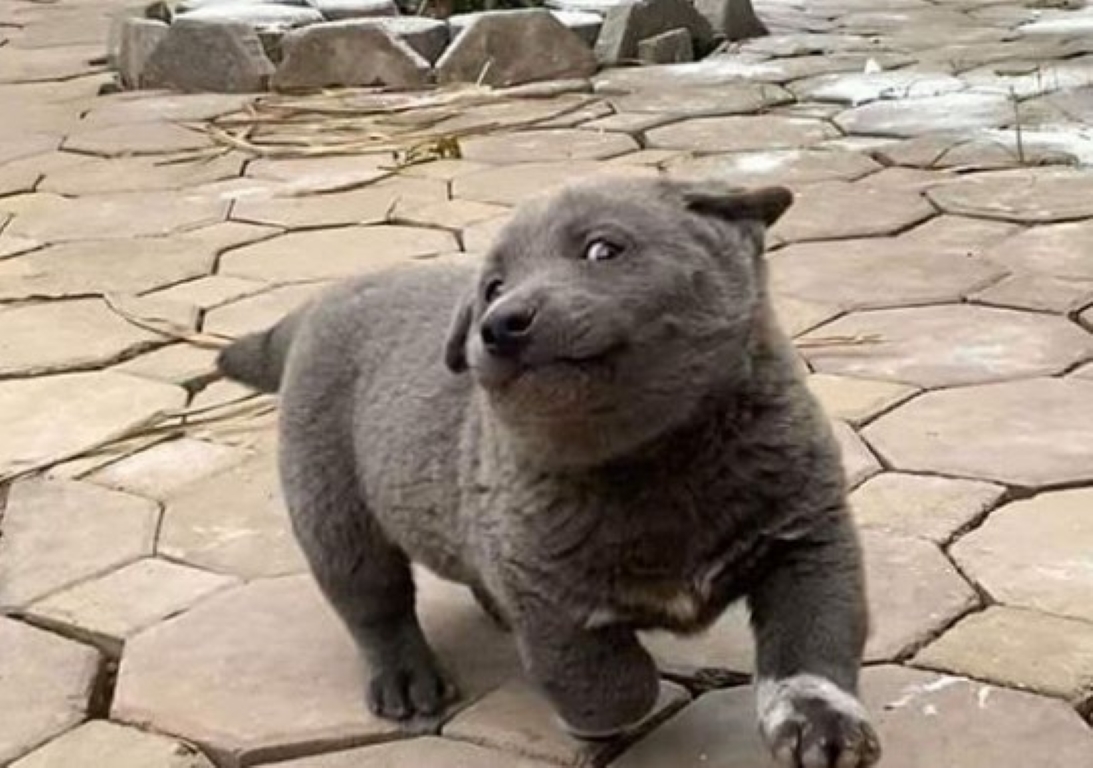 El "perrigato" con las poses más graciosas confunde a todos en las ...