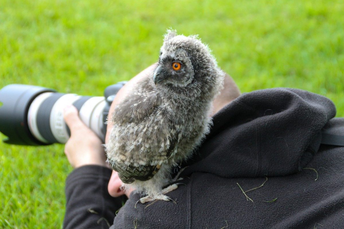 Búhos bebés duermen colgados boca abajo porque sus cabezas son muy ...