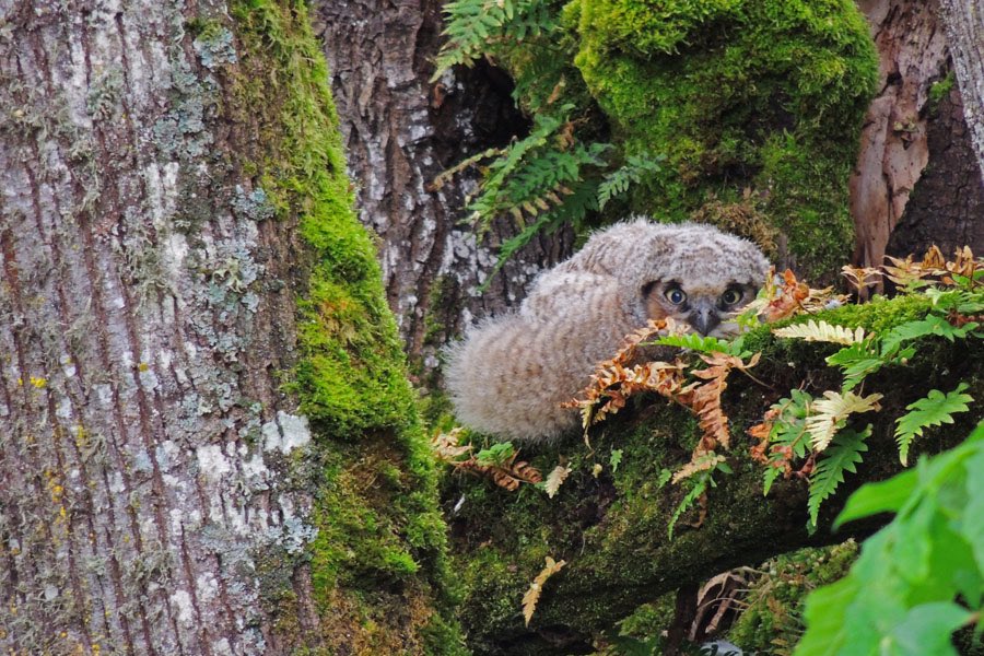 Búhos bebés duermen colgados boca abajo porque sus cabezas son muy ...
