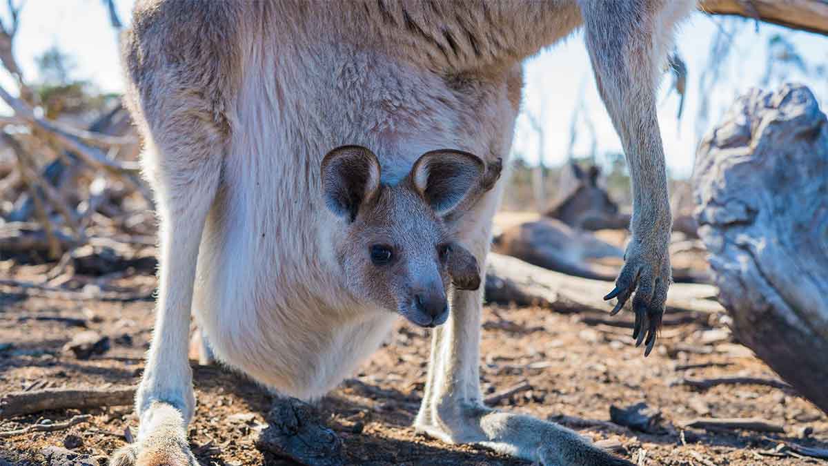 Un canguro acaricia el cuerpo de su compañera fallecida por la ...