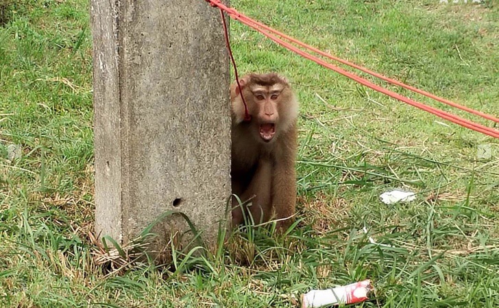 Investigadores infiltrados desvelan la crueldad de monos enloquecidos ...