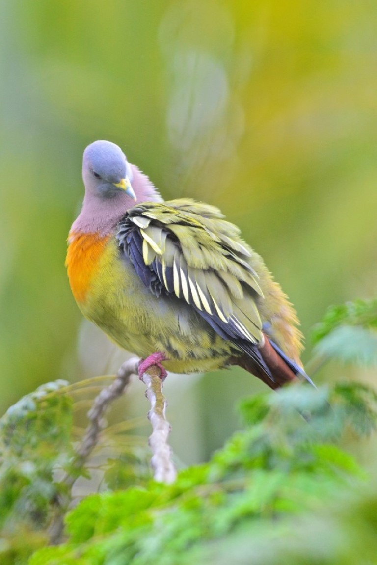 El ave más colorida y bella del mundo hipnotiza a millones en las redes ...