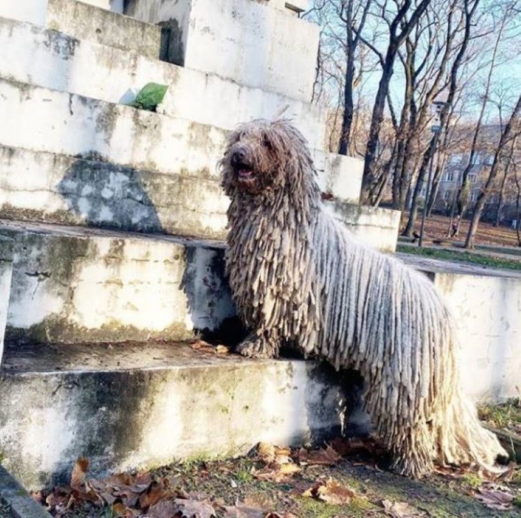 Perrita quería divertirse en el lago y todos piensan que es un ...