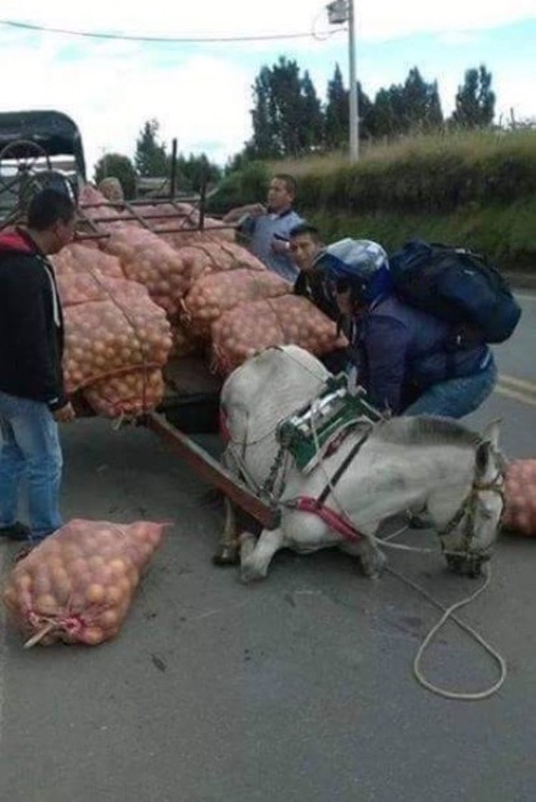 Un decreto obliga a quienes usan caballos para trasladar carga pesada a ...