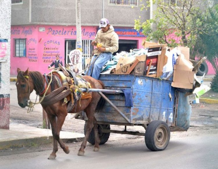 Un decreto obliga a quienes usan caballos para trasladar carga pesada a ...