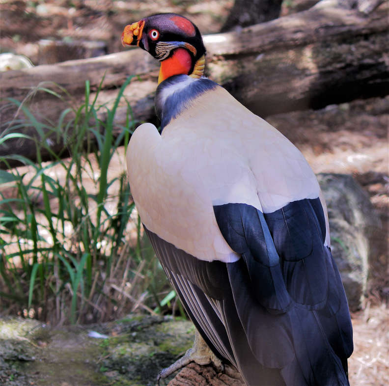 Es tan bello y colorido que el mundo está cambiando su percepción sobre ...
