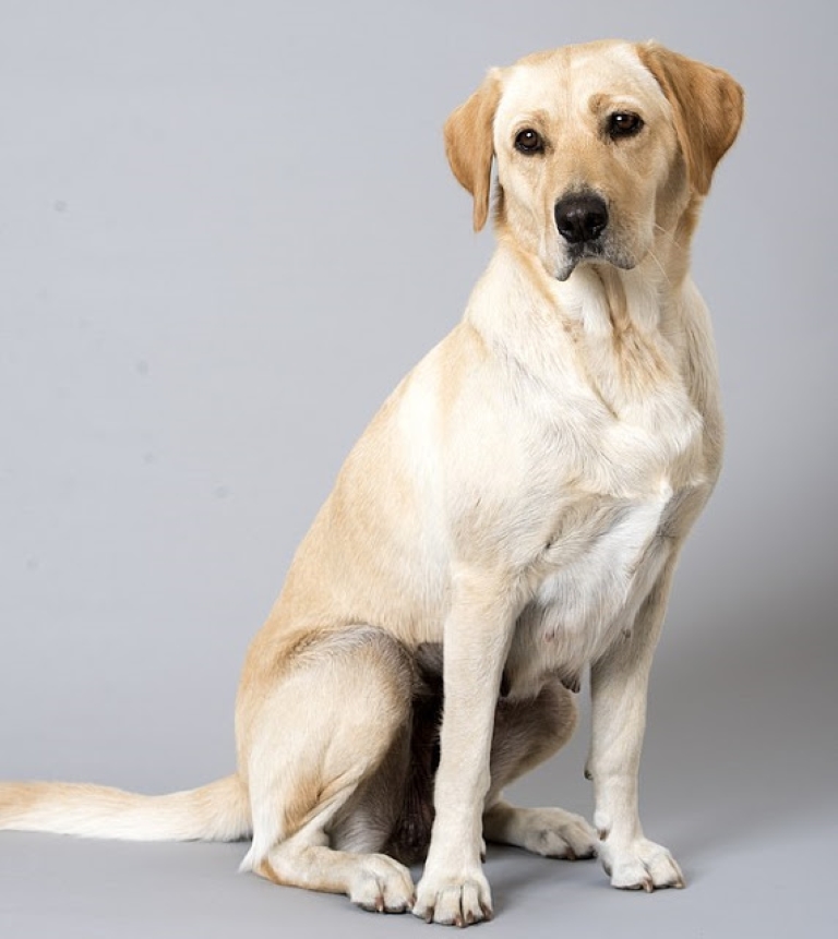 Una perrita labrador color crema queda confundida después de dar a luz ...